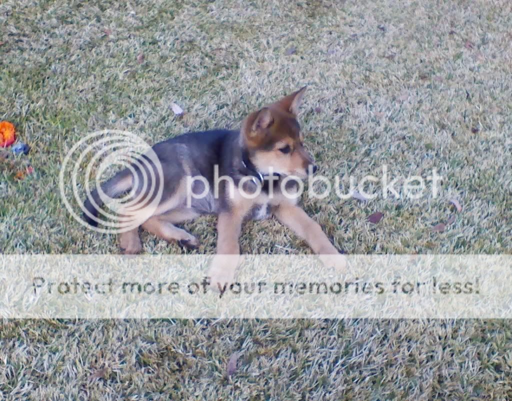 Tora's Mystery Cross | German Shepherds Forum